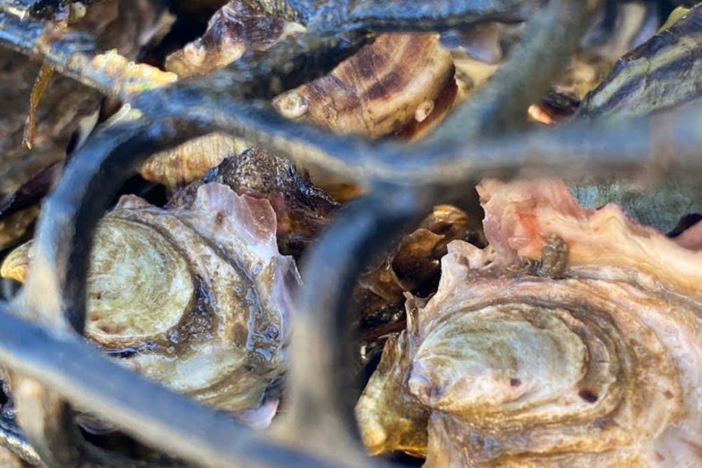 Training Courses - Seafood & Maritime Training Hobart, Tasmania